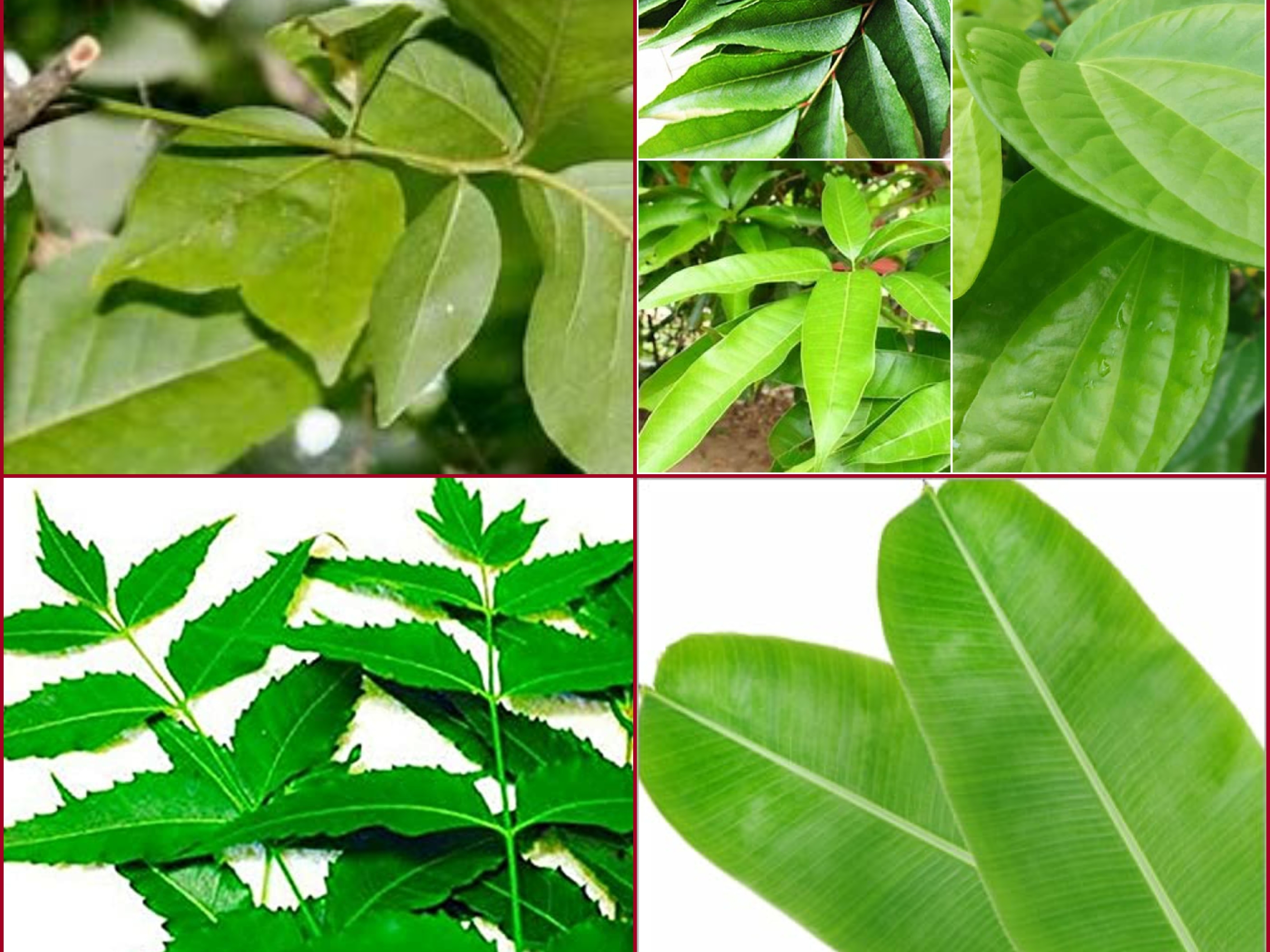Leaves – Yogic Farms